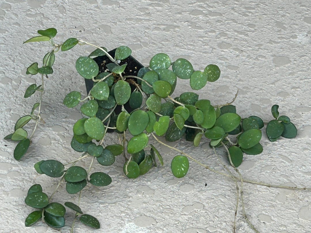 Hoya Mathilde Splash Blooming Size Plant W/peduncles, Long Vines - Etsy