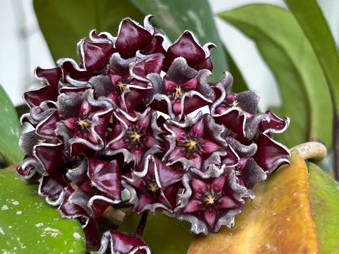 Hoya Pubicalyx 'black Dragon' Plant - Etsy
