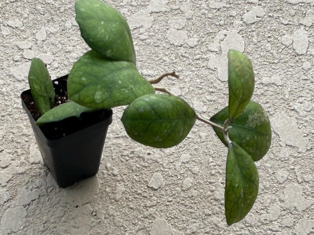 Hoya Irina - Etsy