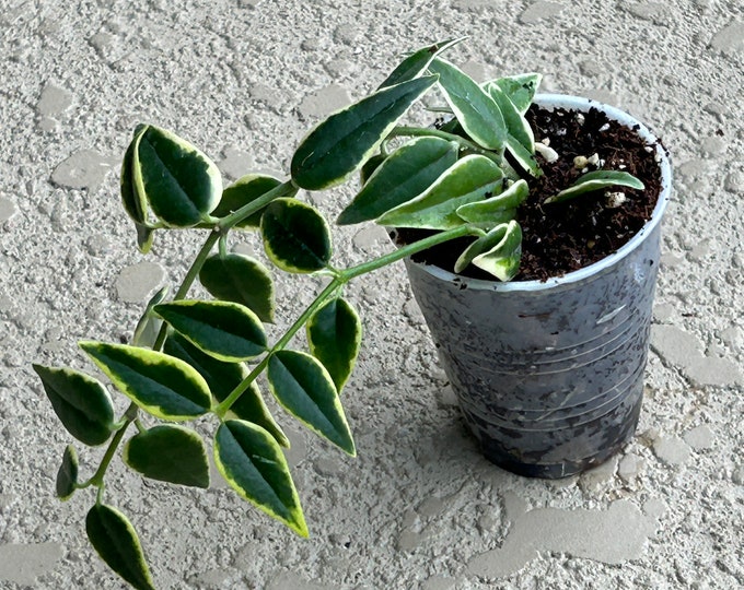 Variegated Hoya Bella Plant - Etsy