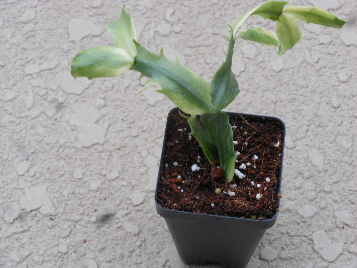 Schlumbergera / Variegated Christmas Cactus 'madame - Etsy