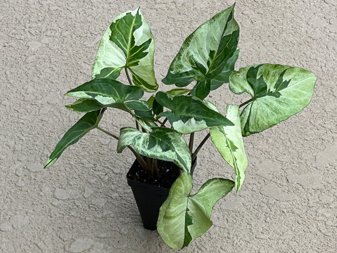 Syngonium Podophyllum Jade, Magic Marble, Three Kings 3 Plant in a Pot ...