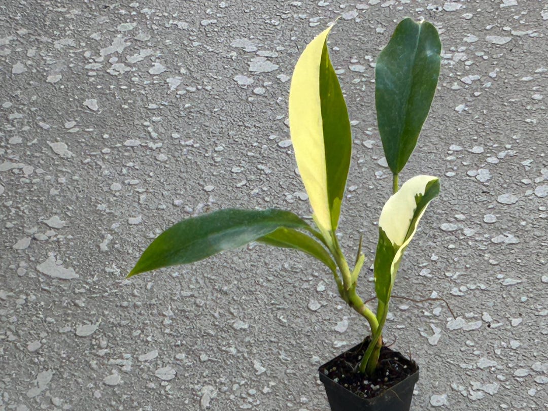 Philodendron Wend Imbe Variegated this is NOT A TISSUE CULTURE Plant ...