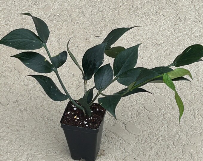 Hoya Polyneura Aka Fishtail Hoya - Etsy