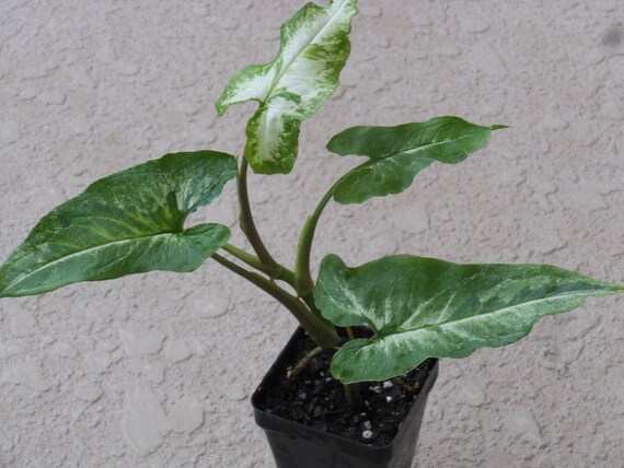 Syngonium Podophyllum Jade Magic Marble plant PLEASE READ | Etsy
