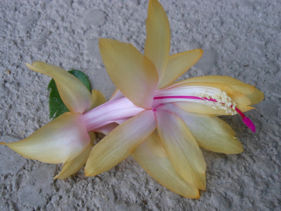 Limelight Dancer Christmas Cactus Schlumbergera - Etsy