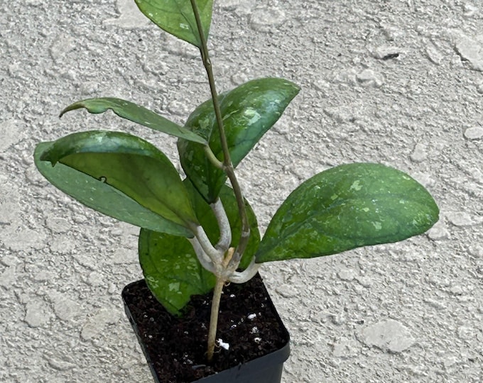 Hoya Irina - Etsy