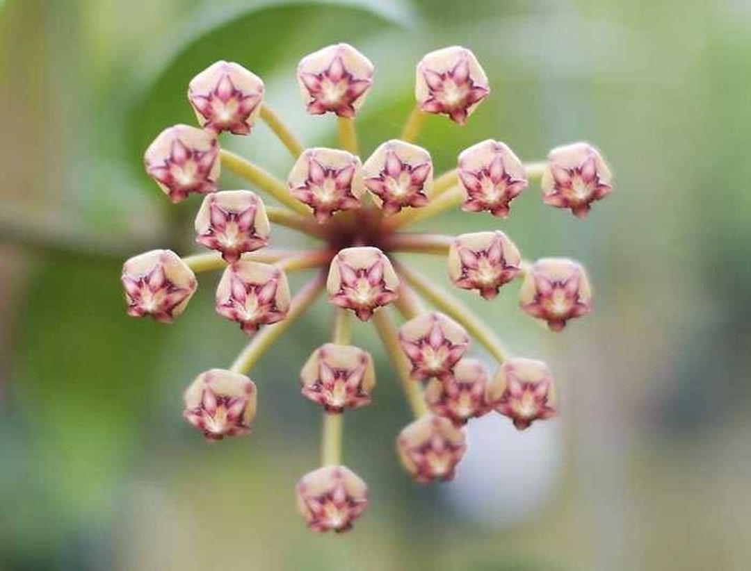 Hoya Plicata Plant - Etsy