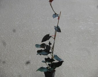 Llano Carti Road Syngonium - Etsy