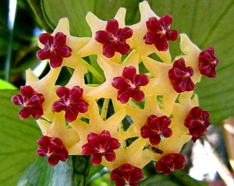 Fishtail Hoya - Etsy