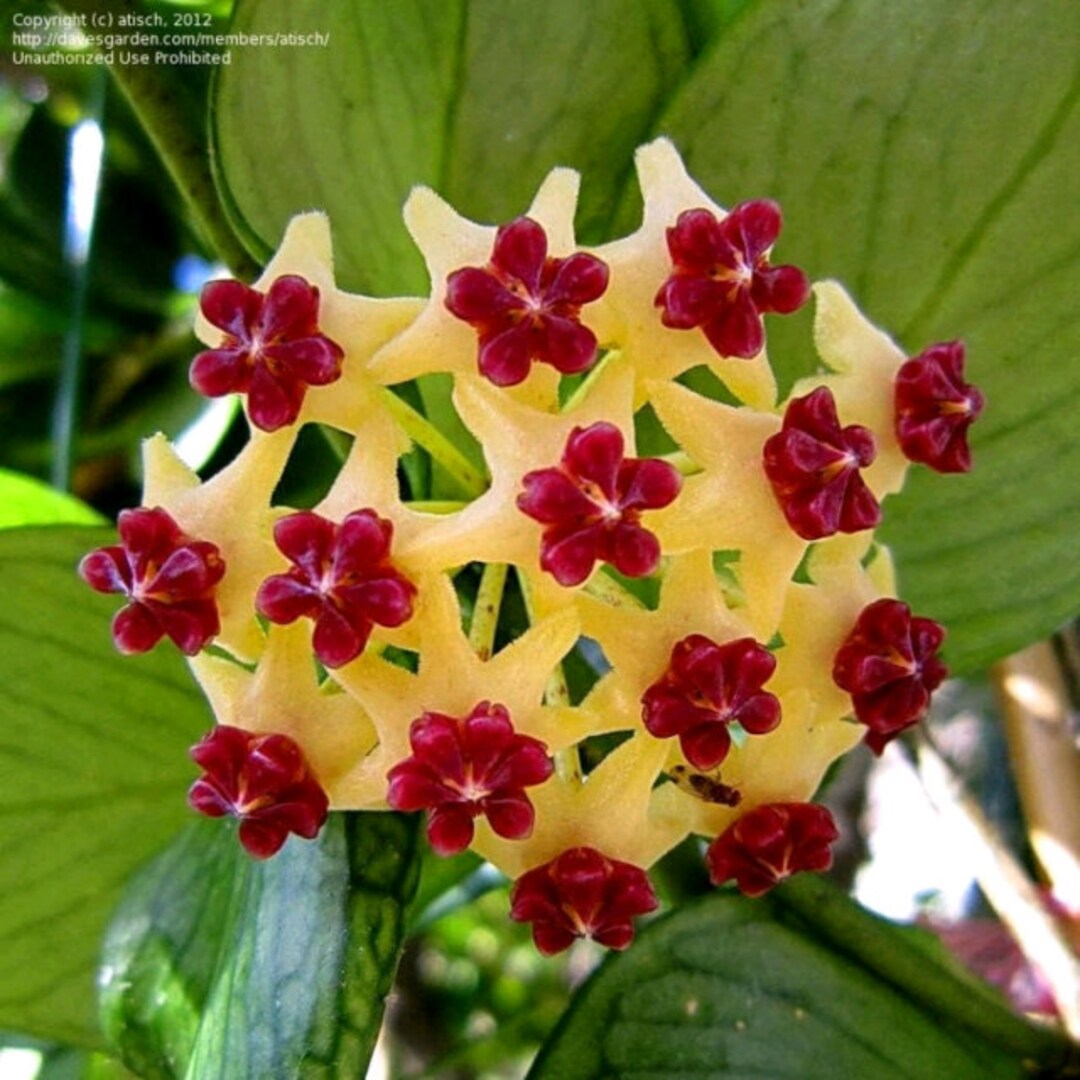Hoya Polyneura Aka Fishtail Hoya - Etsy