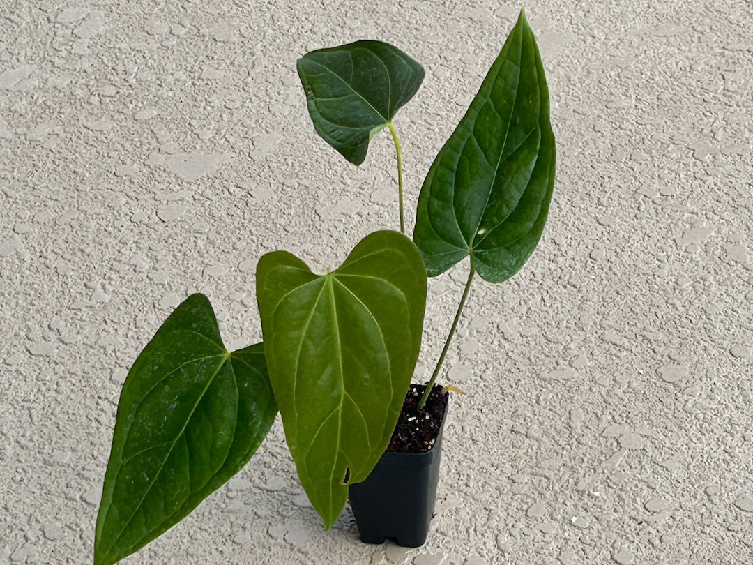 Anthurium Magnificum Verde This is Not a Tissue Culture Plant but a ...