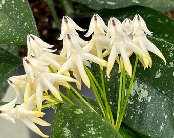 PlantasticByHuong - Etsy