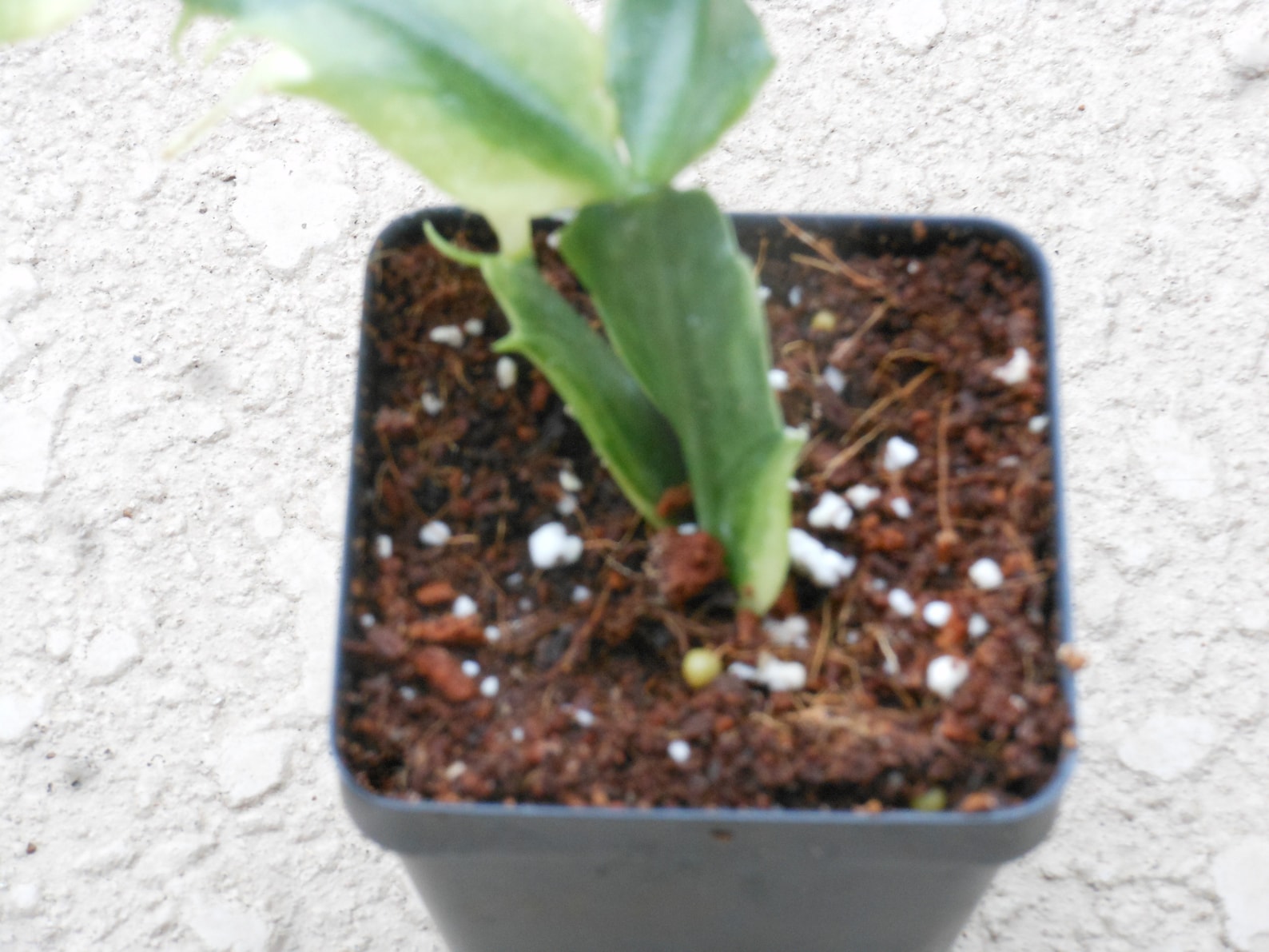 Schlumbergera / Variegated Christmas Cactus 'madame - Etsy