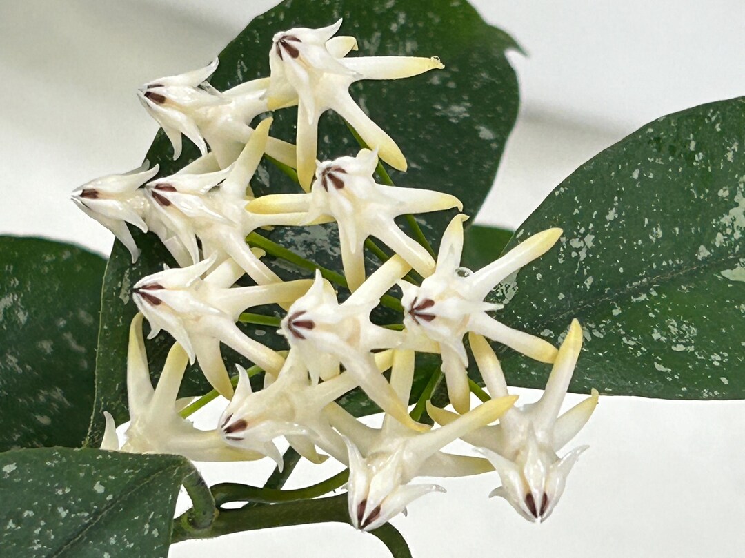 Hoya Multiflora (mini, Splash) - Etsy