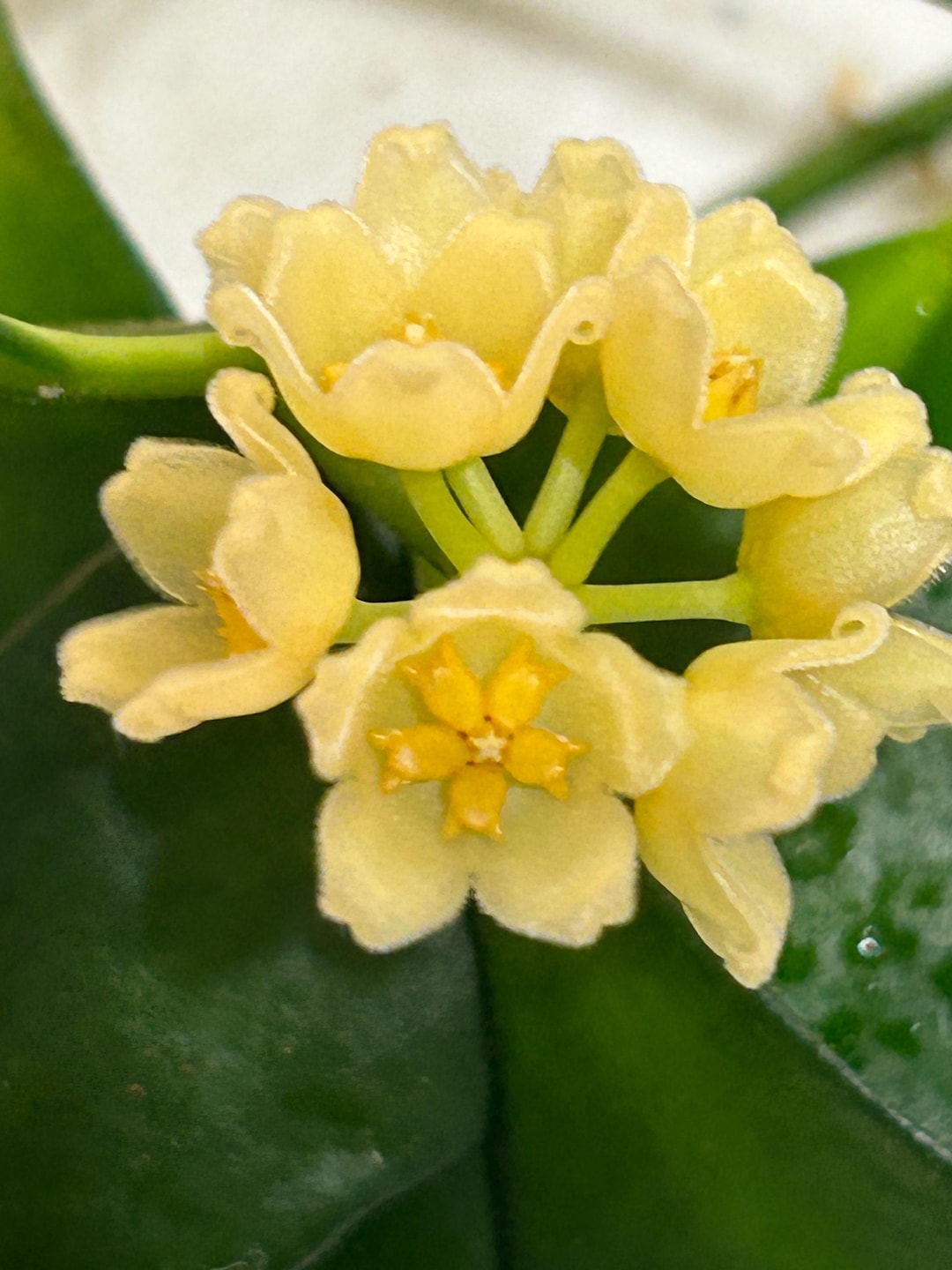 Hoya Noona Plant - Etsy