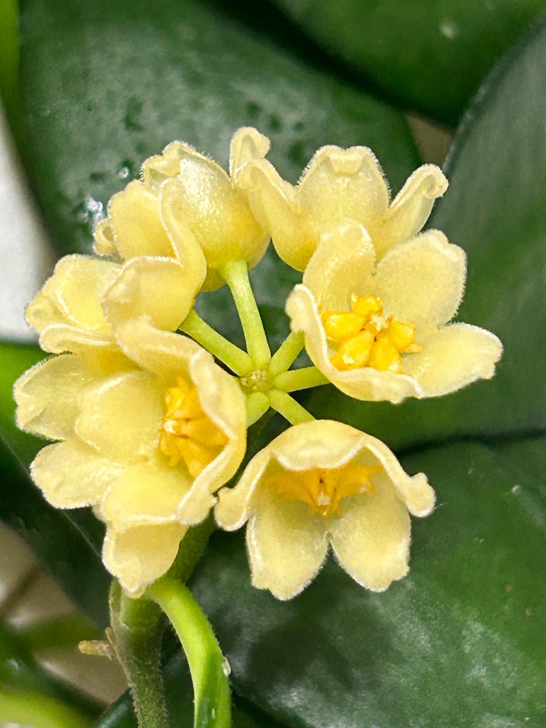 Hoya Noona Plant - Etsy