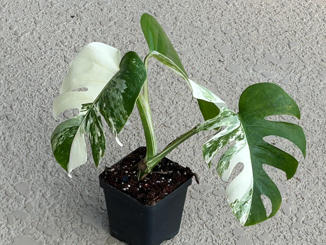 Highly, Highly Variegated Monstera Deliciosa Albo Plant This is NOT A ...