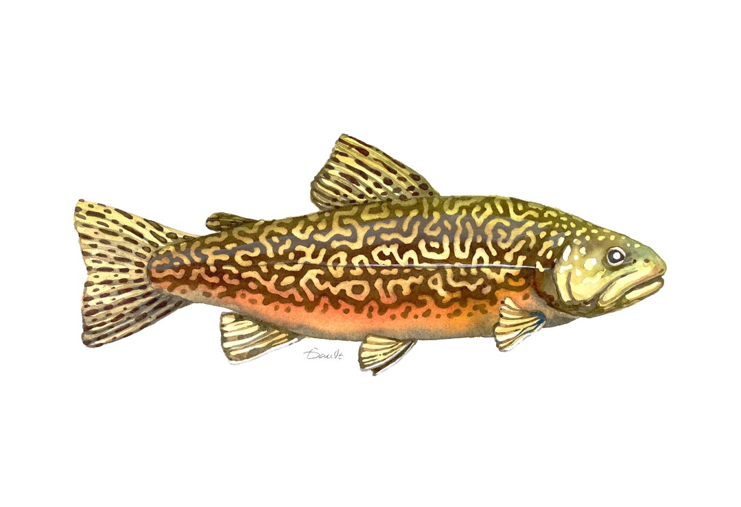 Tiger Trout Painting Tiger Trout Art Fish Art Print Trout - Etsy