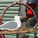 Lobster Trap Seagull Decor - Etsy