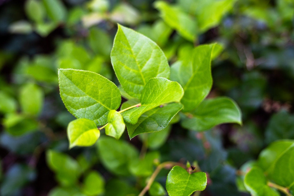 Fresh Premium Salal Lemon Leaf/papoose gaultheria Shallon - Etsy