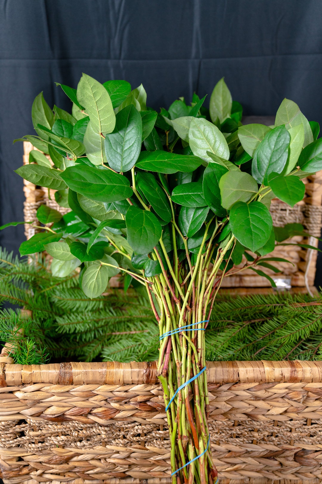 Fresh Premium Long Stem Salal (27" Stems) | Lemon Leaf (gaultheria ...