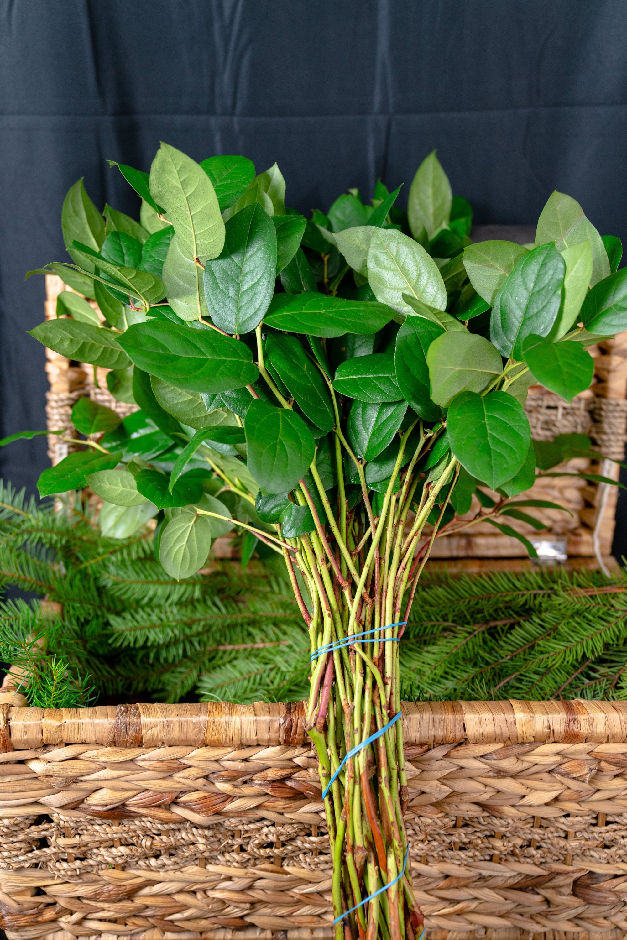 Fresh Premium Long Stem Salal (27" Stems) | Lemon Leaf (gaultheria ...