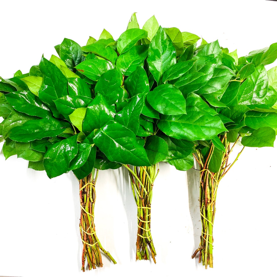 Fresh Premium Salal | Lemon Leaf/papoose (gaultheria Shallon), 12 Pack ...