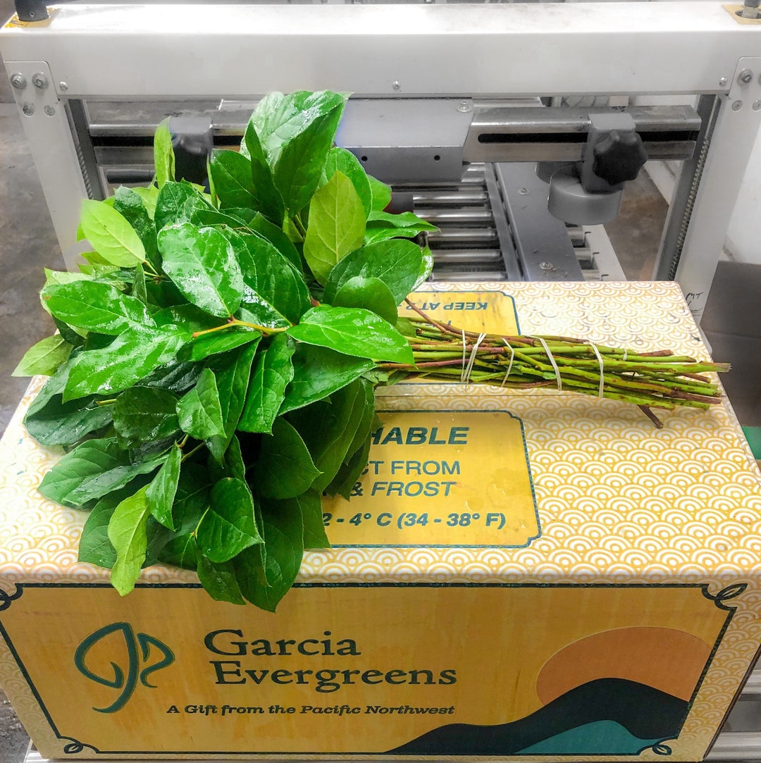 Fresh Premium Salal | Lemon Leaf/papoose (gaultheria Shallon) - Etsy