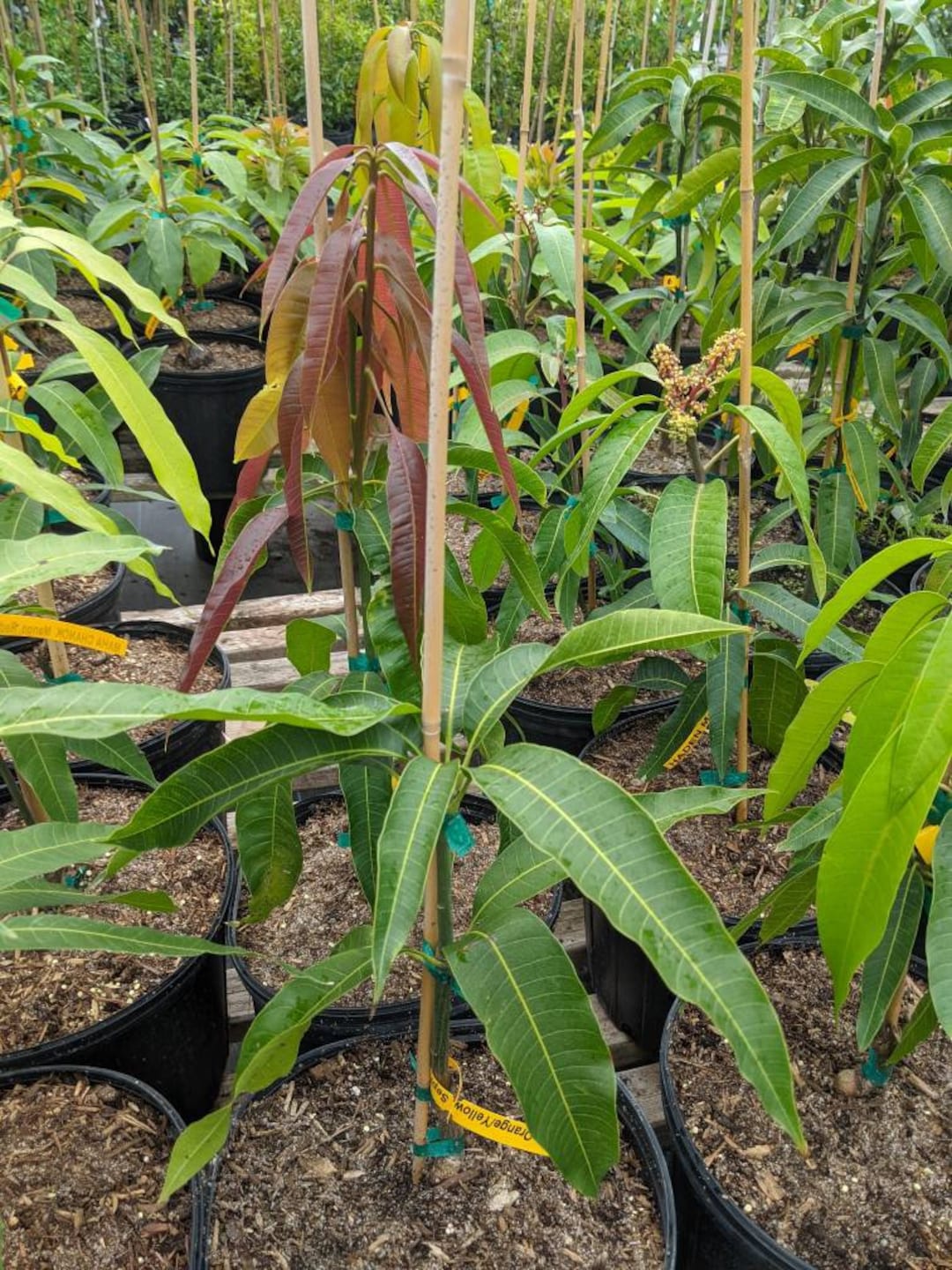 Rosigold Dwarf Mango Tree Grafted - Etsy