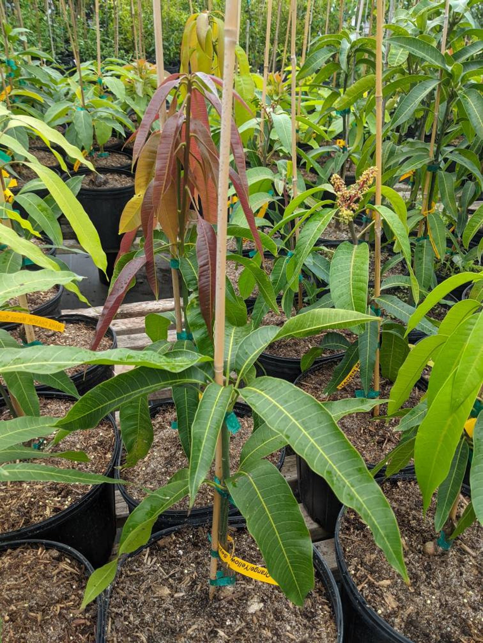 Rosigold Dwarf Mango Tree Grafted - Etsy