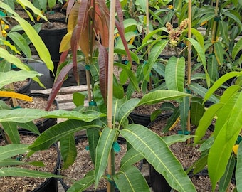 Rosigold Dwarf Mango Tree Grafted | Etsy