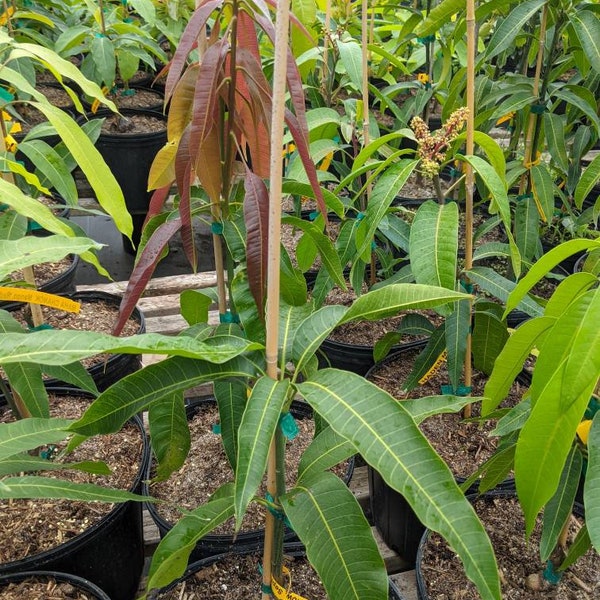 Dwarf Mango Tree - Etsy