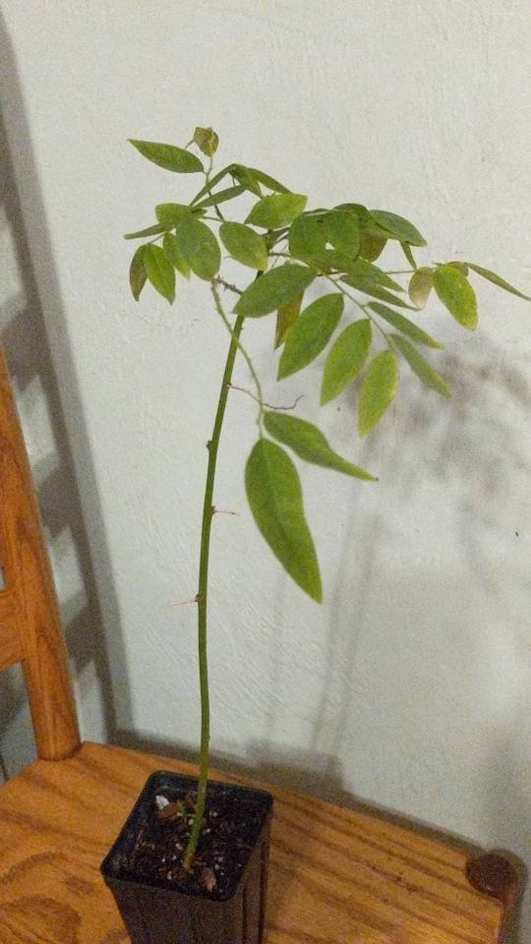Katuk Tree 2 Feet Tall. Fully Rooted, Growing and Ready to Plant and ...