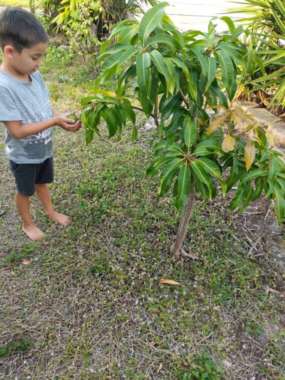 Dwarf Mango Tree