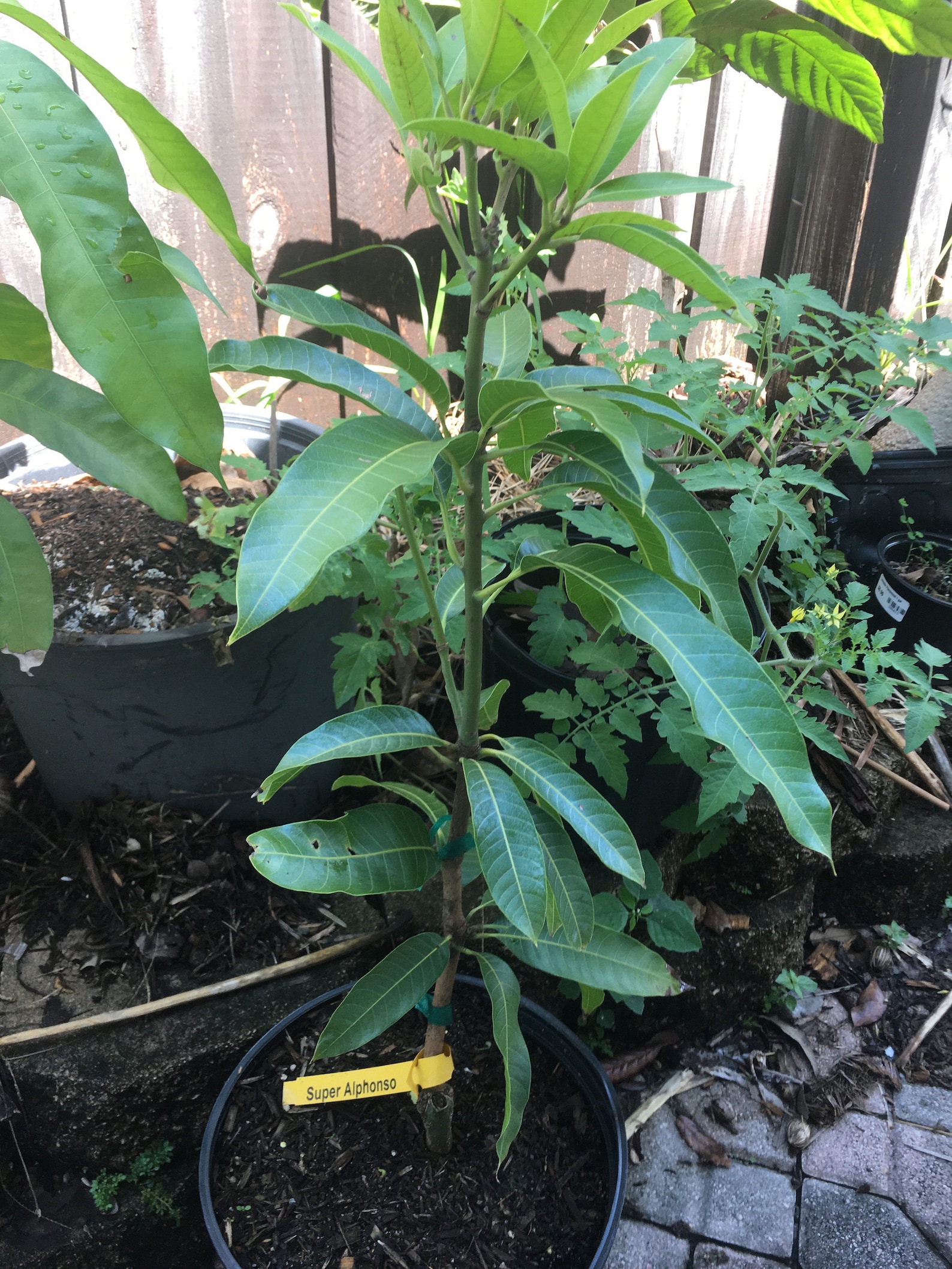 Super Alphonso Grafted Mango Tree - Etsy