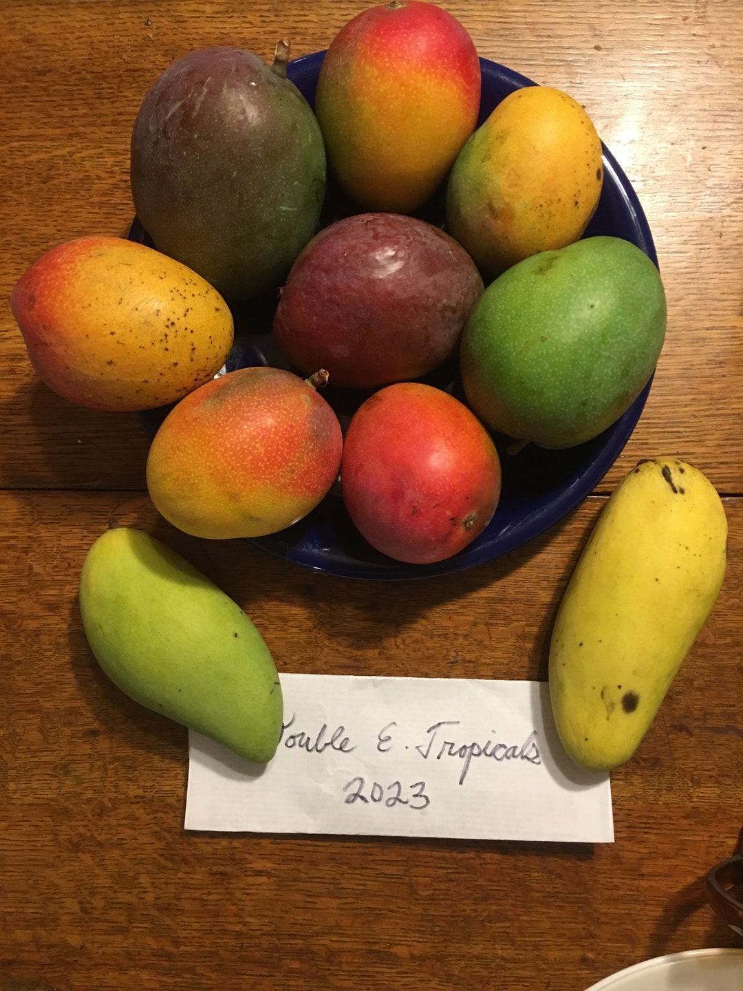 Super Alphonso Grafted Mango Tree - Etsy