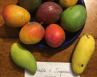 Live Mango Trees Grafted Many Variaties: Pina Colada, Super Alphonso ...