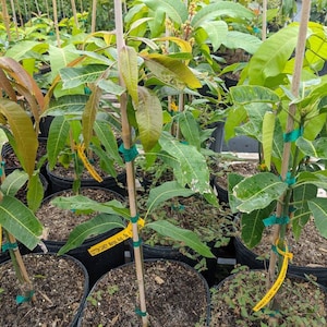 Cotton Candy Mango Tree Dwarf Variety - Etsy
