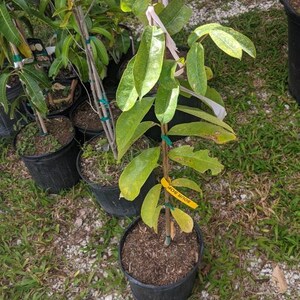 Oro Negro Tree Grafted - Etsy