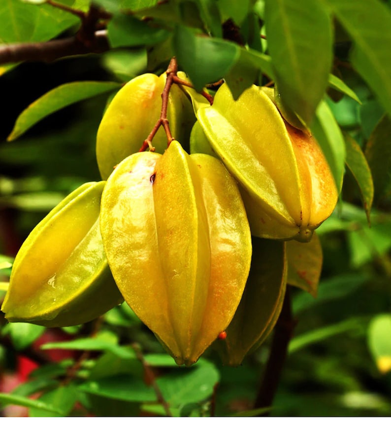 Grafted Starfruit Tree - Arkin Variety - NEW ITEM ( Carambola ) - Etsy