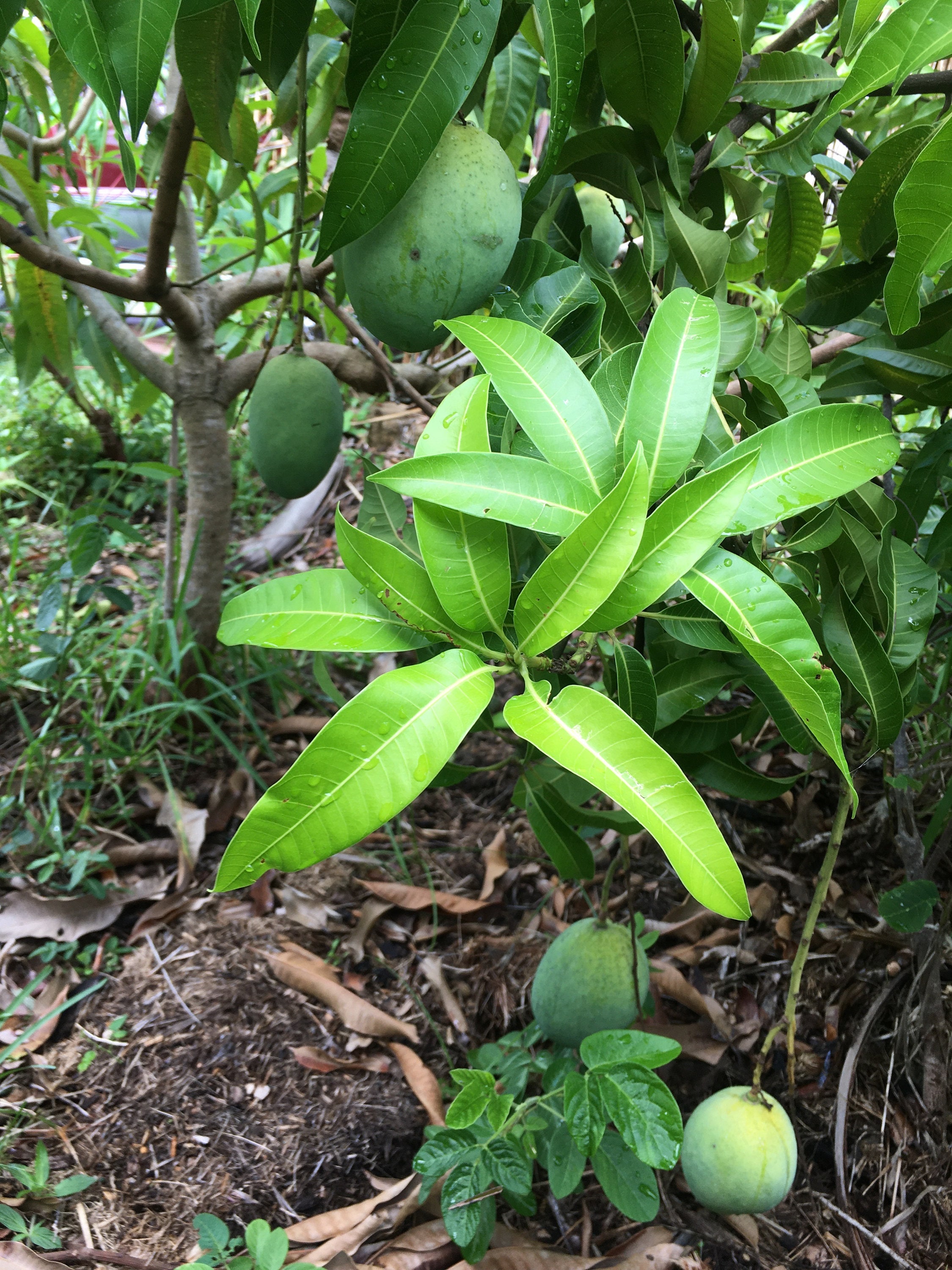 Julie Mango Tree Grafted - Etsy