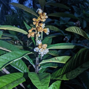 Golden Gem Florida Loquat Tree Dwarf Grafted Variety - Etsy