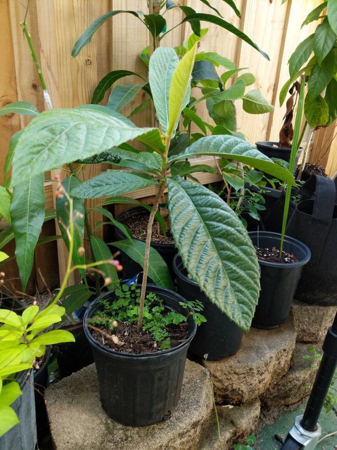 Golden Gem Florida Loquat Tree Dwarf Grafted Variety - Etsy
