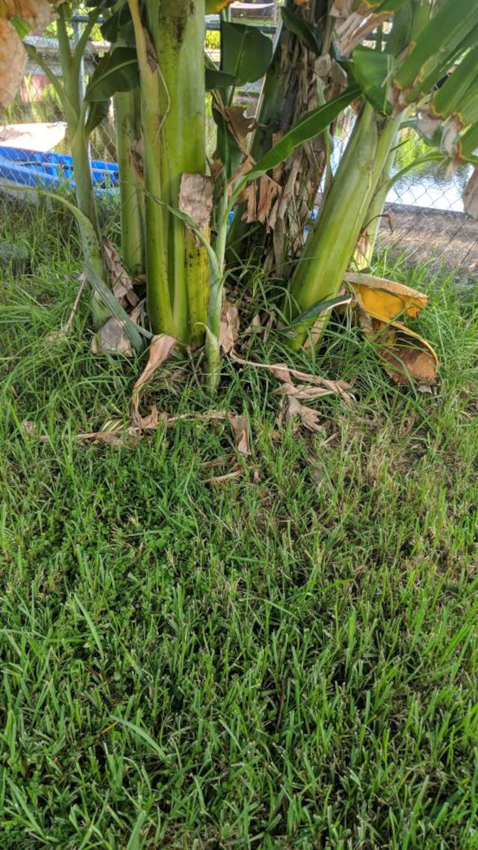 Saba Banana Tree Pup - Musa Acuminata X Balbisiana 2 - 3 Feet TALL ...