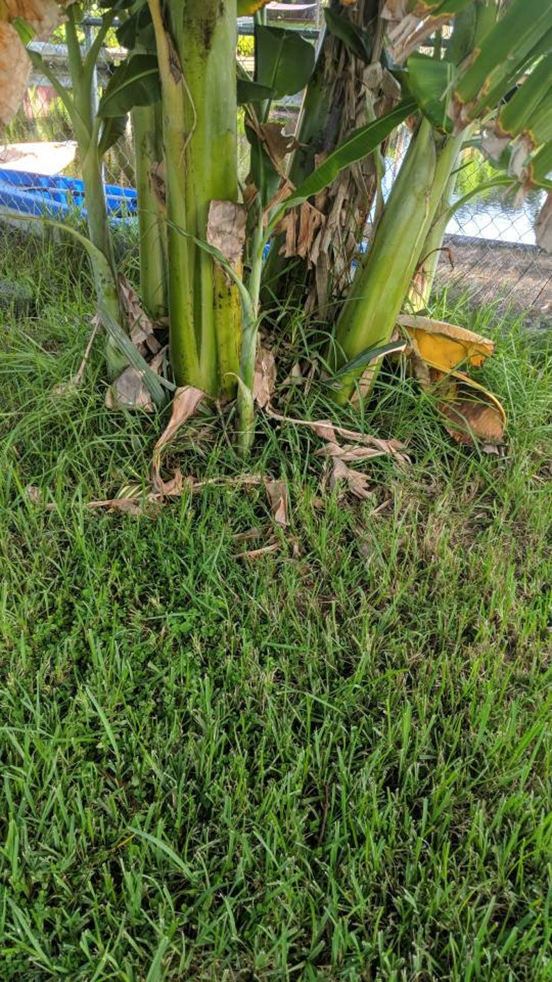 Saba Banana Tree Pup - Musa Acuminata X Balbisiana 2 - 3 Feet TALL ...