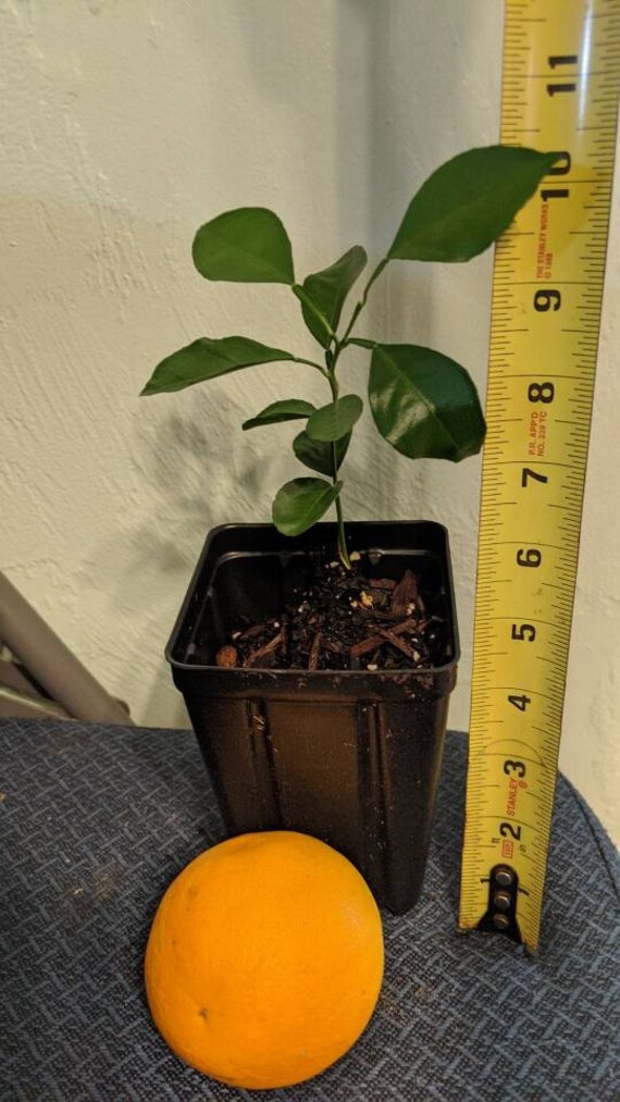 Hamlin Orange Tree Seedling - Etsy