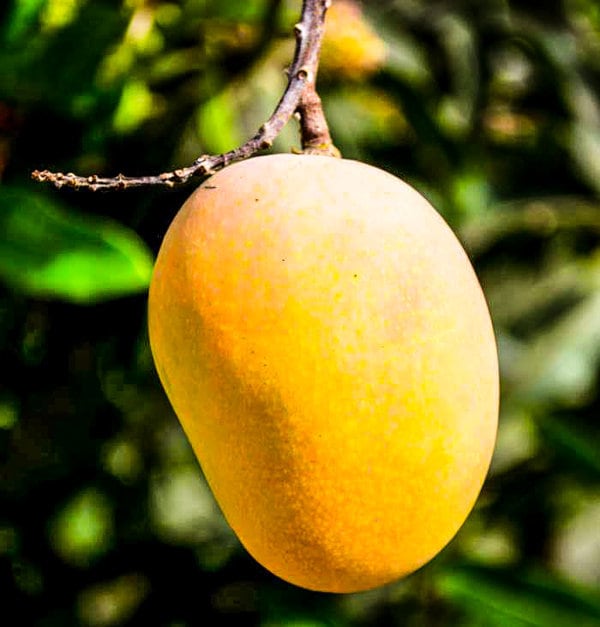 Live Mango Trees Grafted Many Variaties: Pina Colada - Etsy