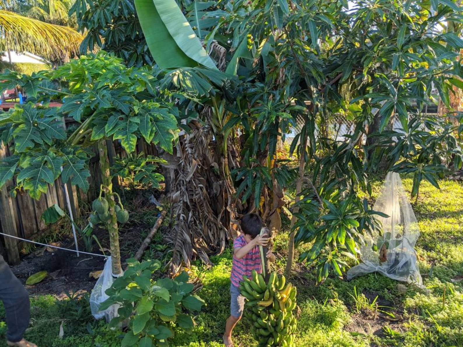 Saba Banana Tree Pup - Musa Acuminata X Balbisiana 2 - 3 Feet TALL ...