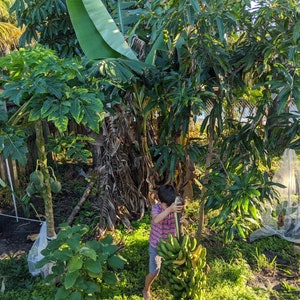 Saba Banana Tree Pup - Musa Acuminata X Balbisiana 2 - 3 Feet TALL ...